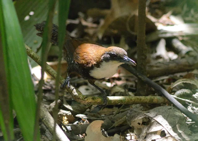 Details : Black-bellied Wren - BirdGuides