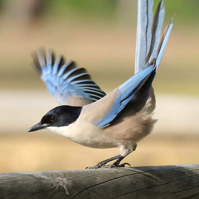 Details : Azure-winged Magpie - BirdGuides