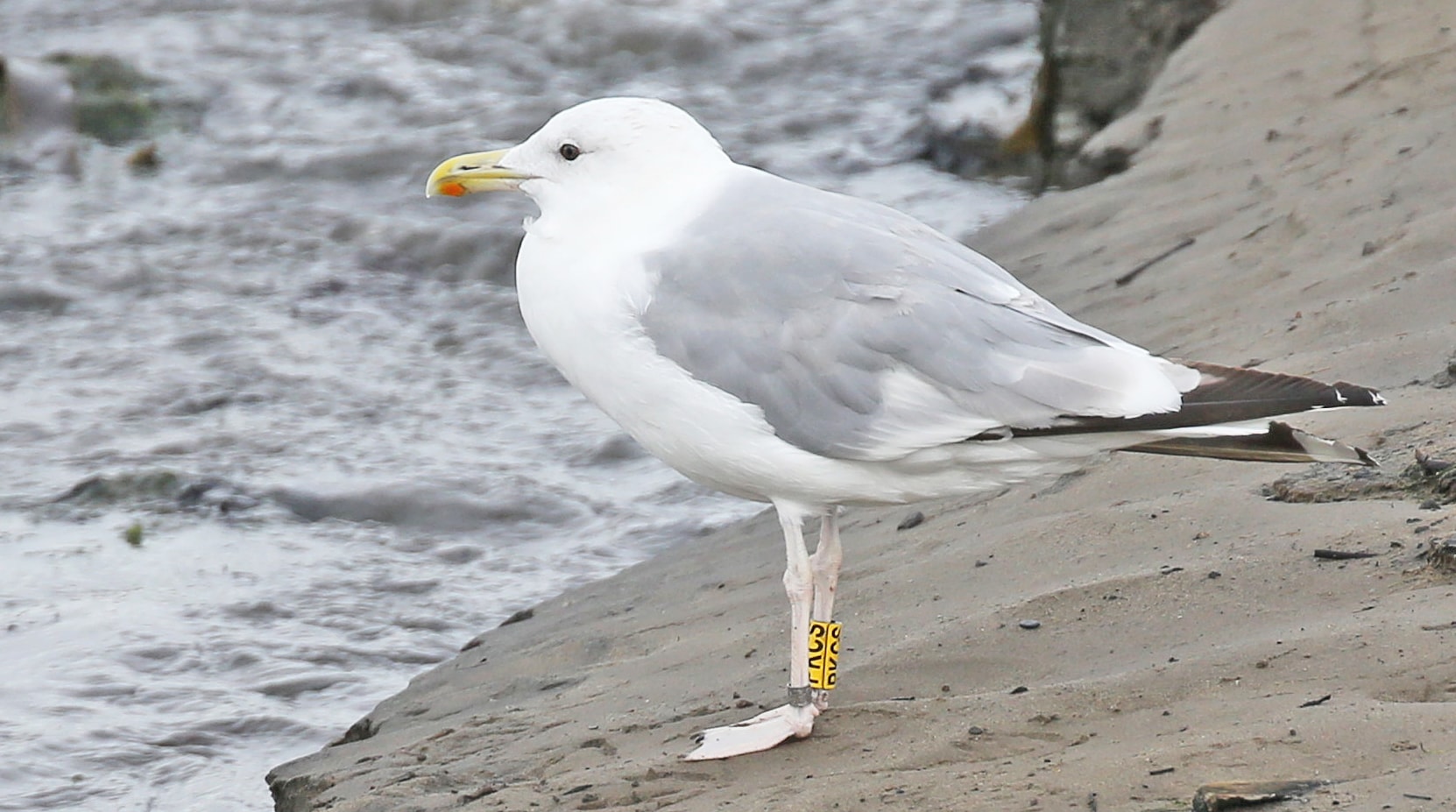 Caspian Gull by Joe Jobling - BirdGuides