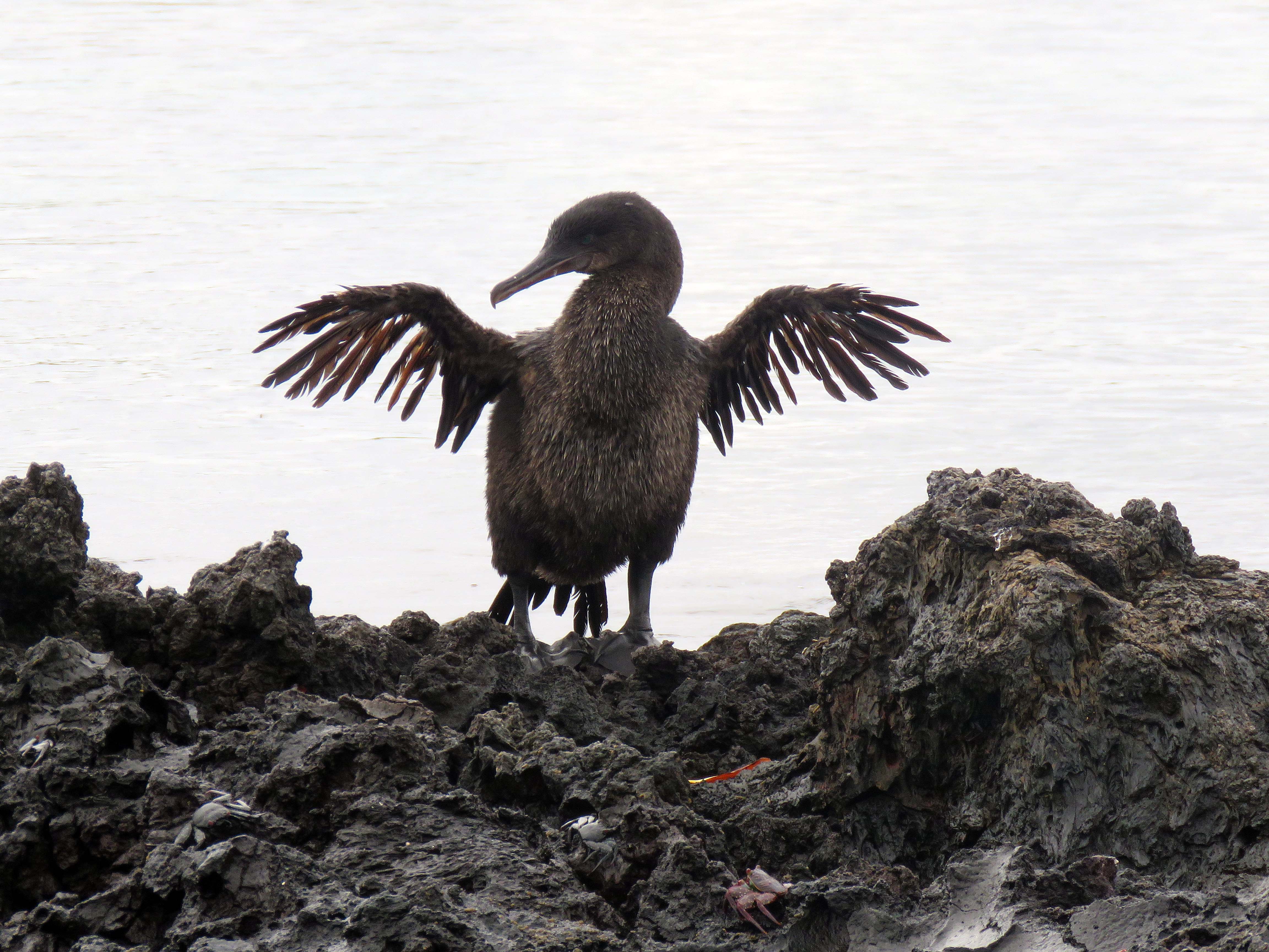 Details : Flightless Cormorant - BirdGuides