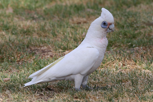 Details : Little Corella - BirdGuides