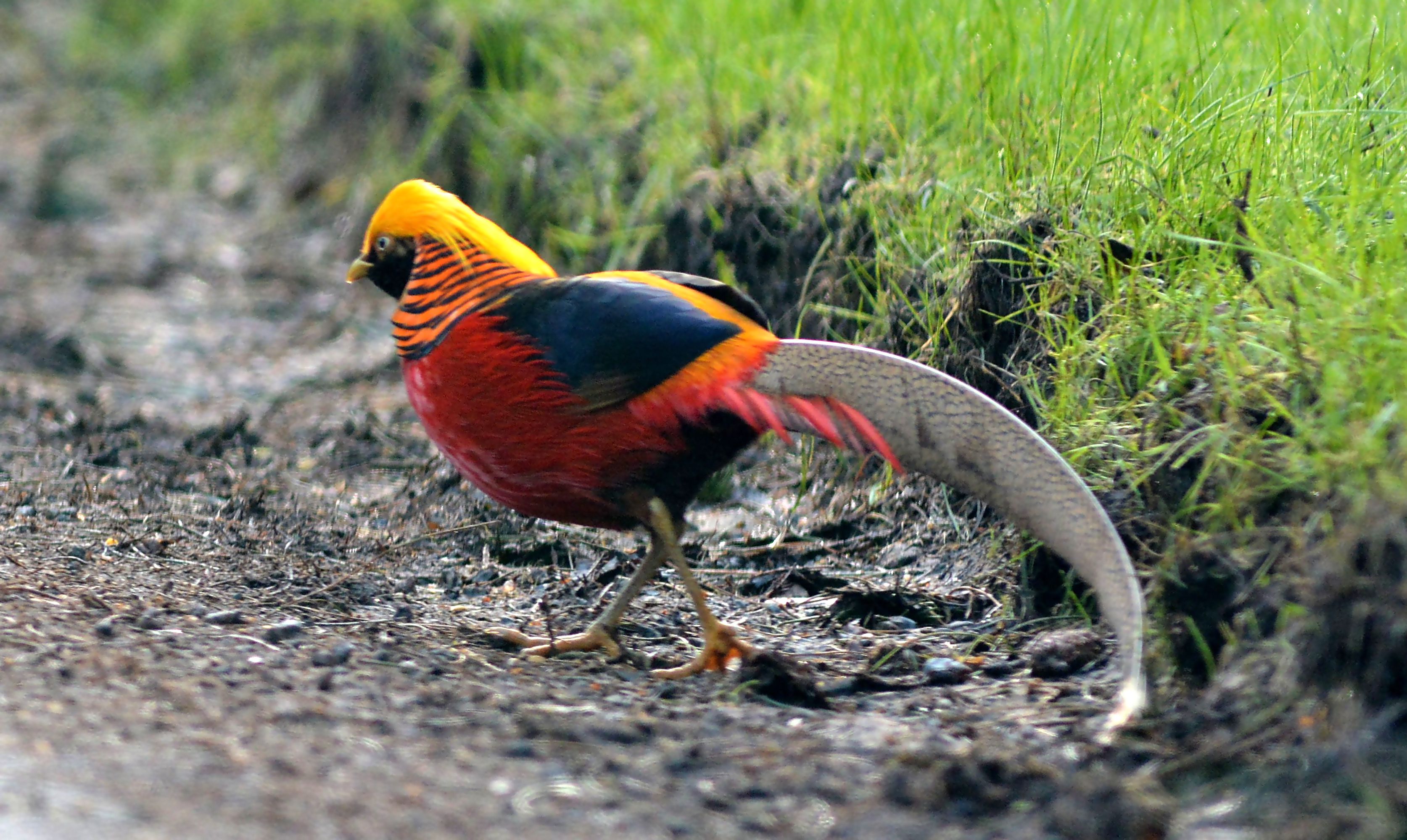 Details : Golden Pheasant - BirdGuides