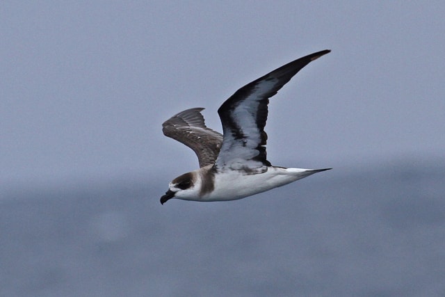 Black-capped Petrel by Richard Bonser - BirdGuides