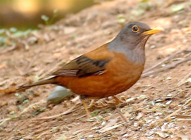 Details : Chestnut Thrush - BirdGuides