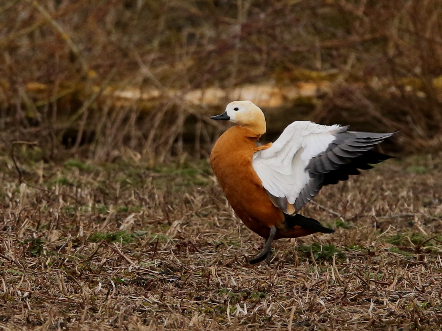 Ruddy Shelduck migrates at record heights - BirdGuides