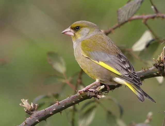 Details : Greenfinch - BirdGuides