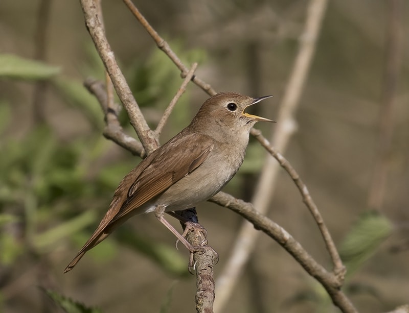 Common Nightingale by Mark Tomlins - BirdGuides