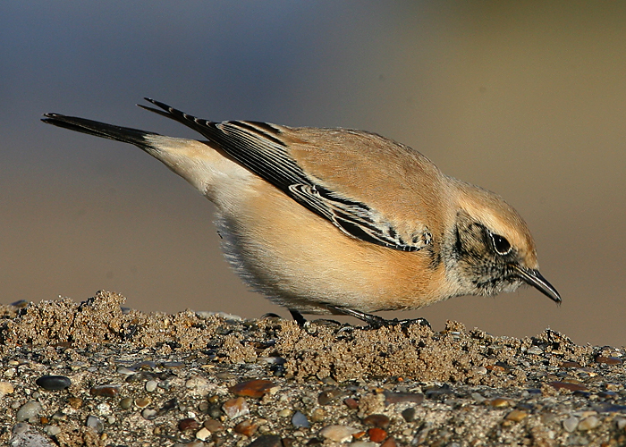 Details : Desert Wheatear - BirdGuides
