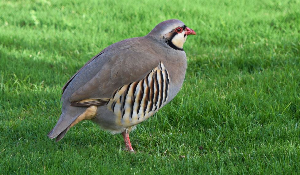 Details : Chukar Partridge - BirdGuides