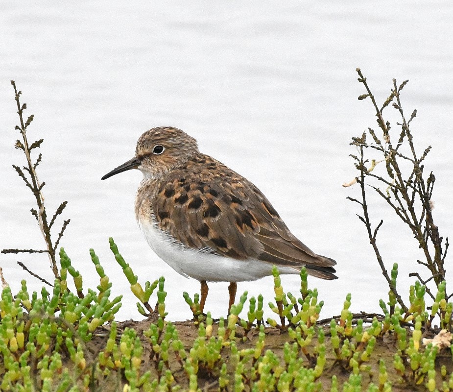 Temminck's Stint by John Rowe - BirdGuides