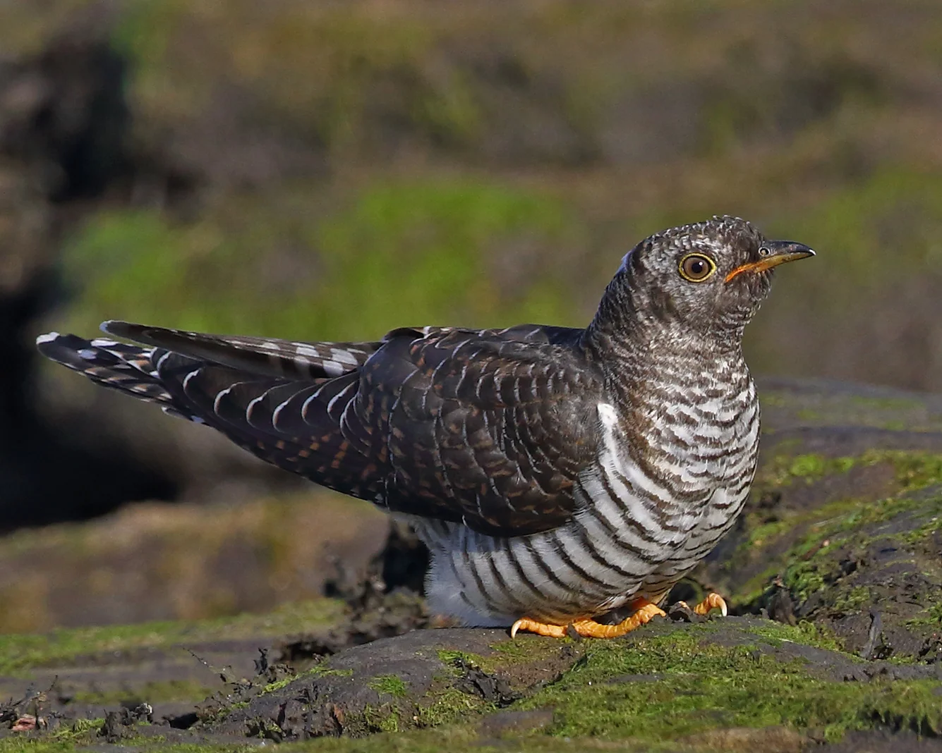 Details : Common Cuckoo - BirdGuides