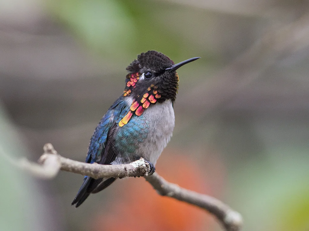 Details : Bee Hummingbird - BirdGuides