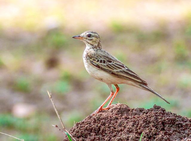 Details : Paddyfield Pipit - BirdGuides