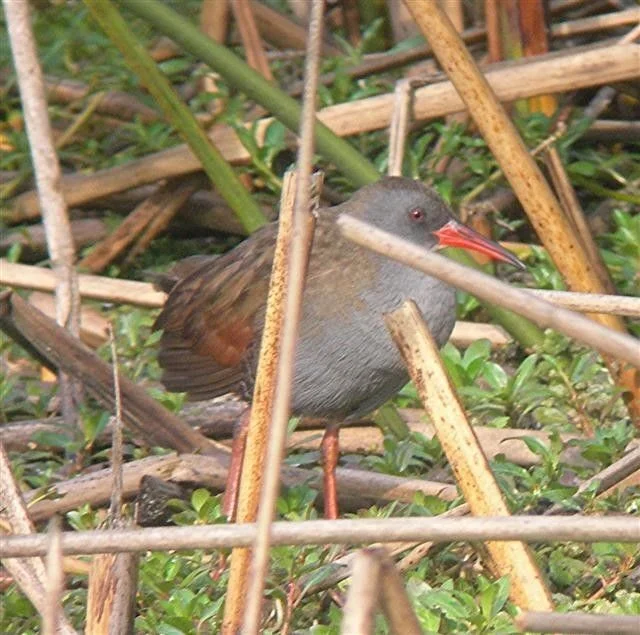 Details : Bogota Rail - BirdGuides