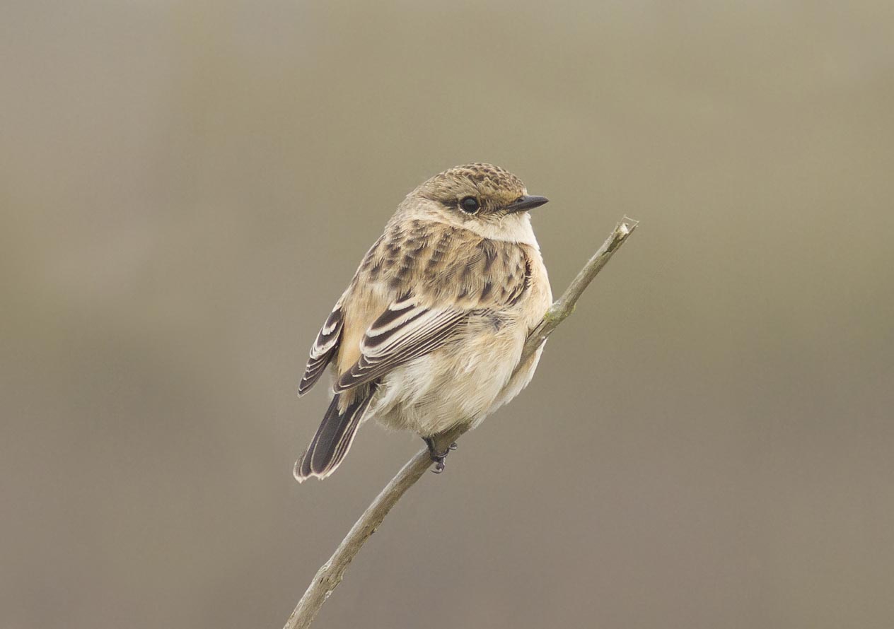Details : Siberian Stonechat - BirdGuides