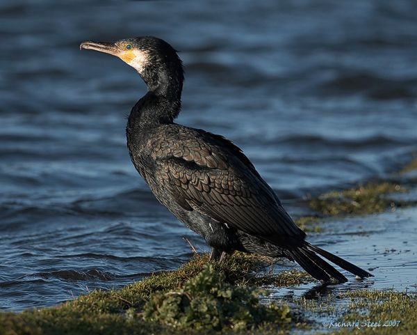 Details : Great Cormorant - BirdGuides