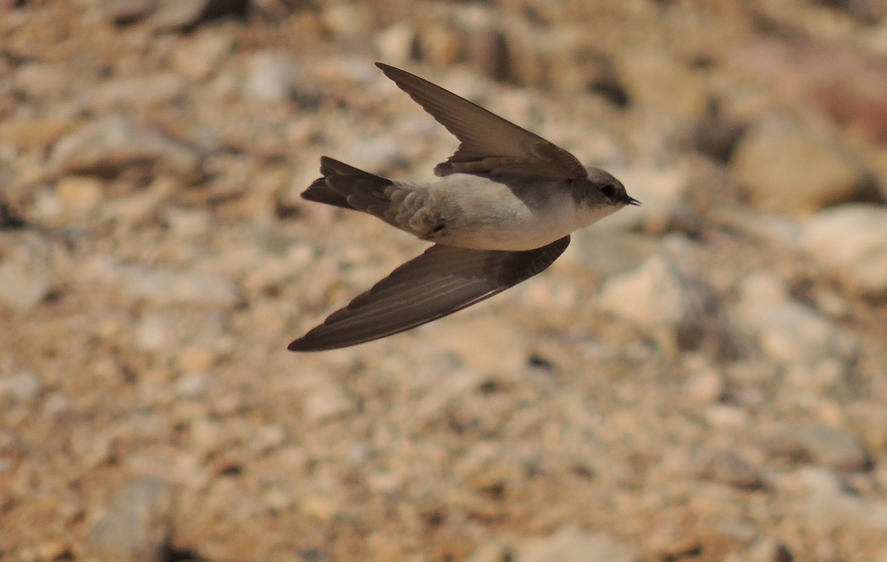 Details : Rock Martin - BirdGuides