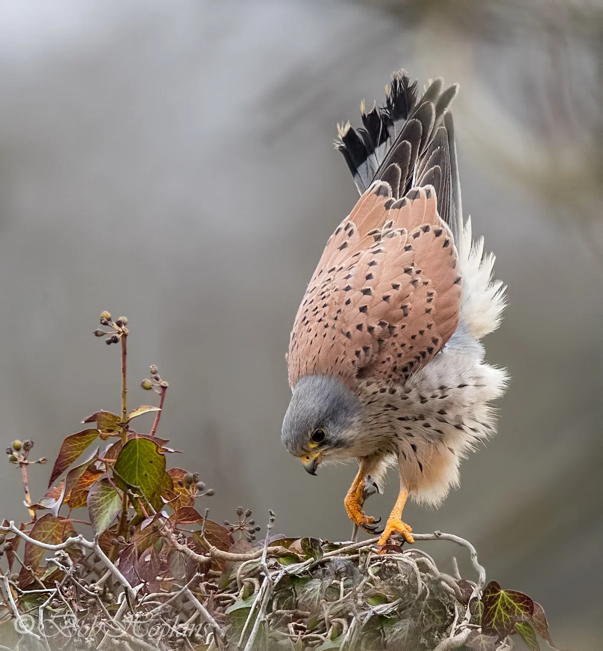 Details : Common Kestrel - BirdGuides