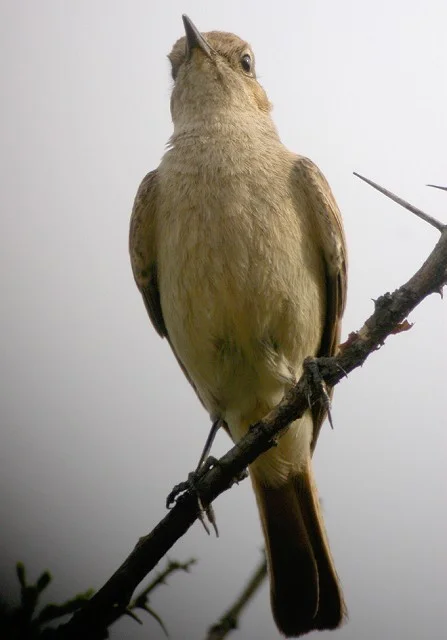 Details : Familiar Chat - BirdGuides