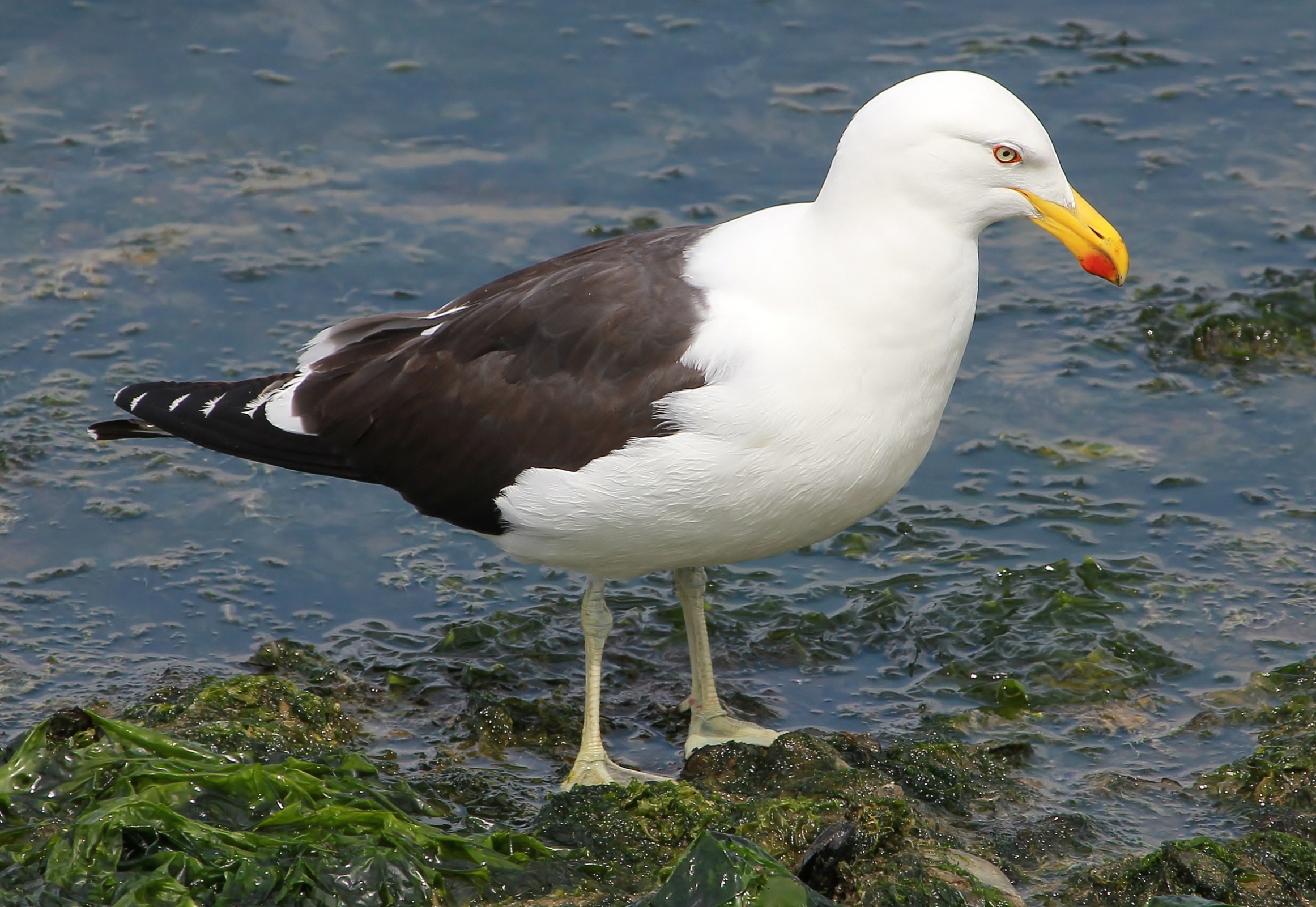 Details : Kelp Gull - BirdGuides
