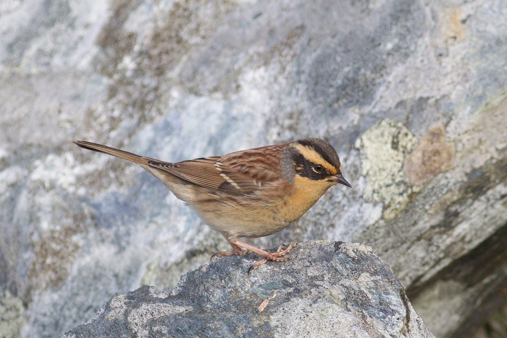 Siberian Accentor by David Aitken - BirdGuides