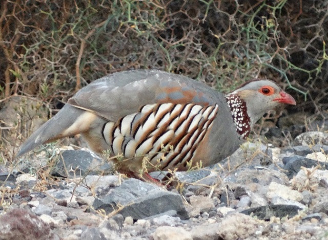 Details : Barbary Partridge - BirdGuides