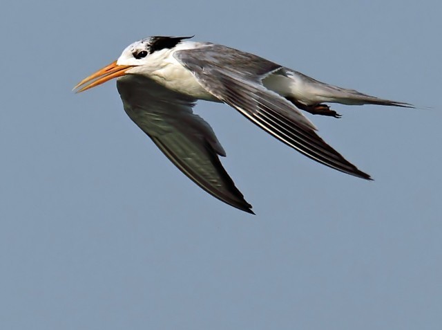 Details : Lesser Crested Tern - BirdGuides