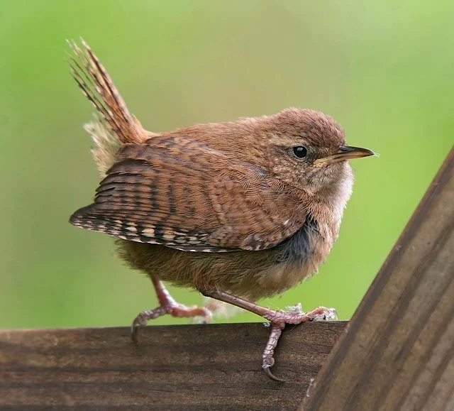 Details : Eurasian Wren - BirdGuides