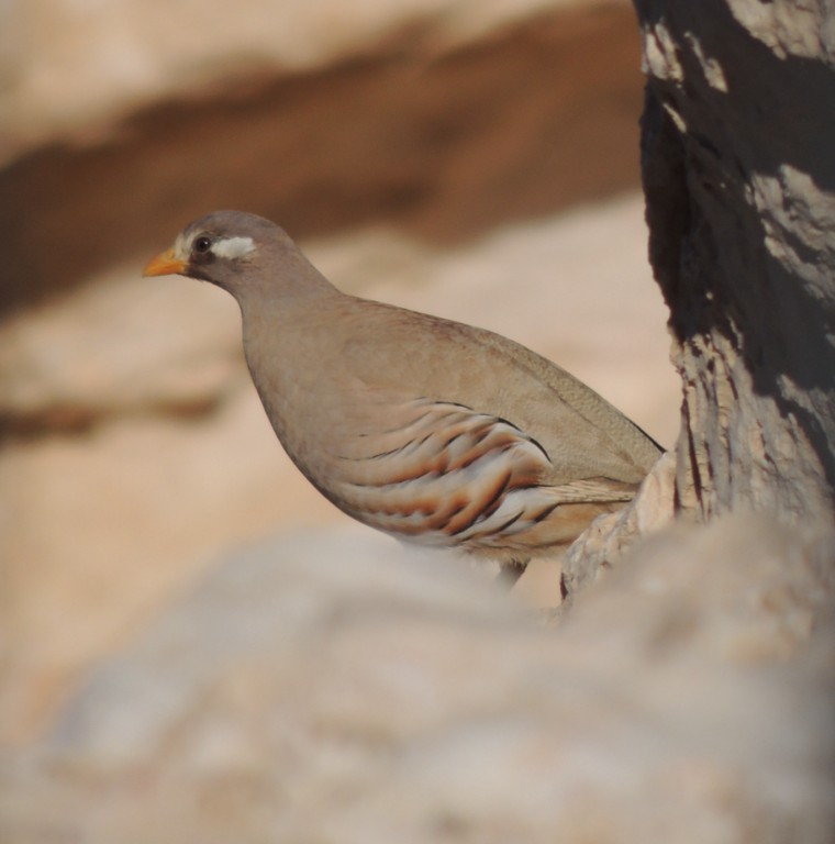 Details : Sand Partridge - BirdGuides