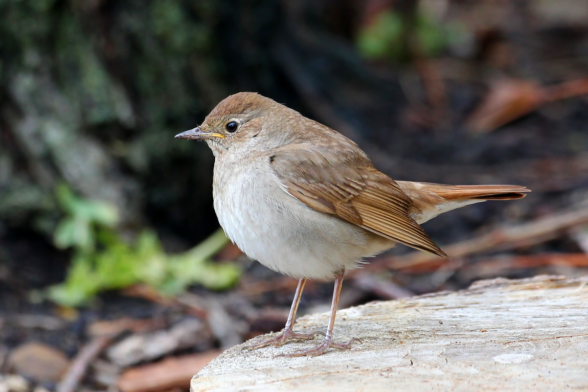 Details : Thrush Nightingale - BirdGuides