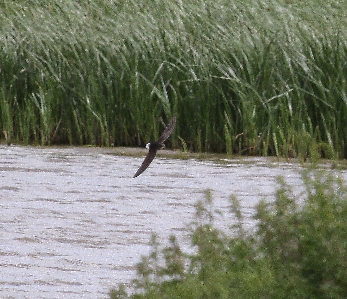 Details : Pacific Swift - BirdGuides