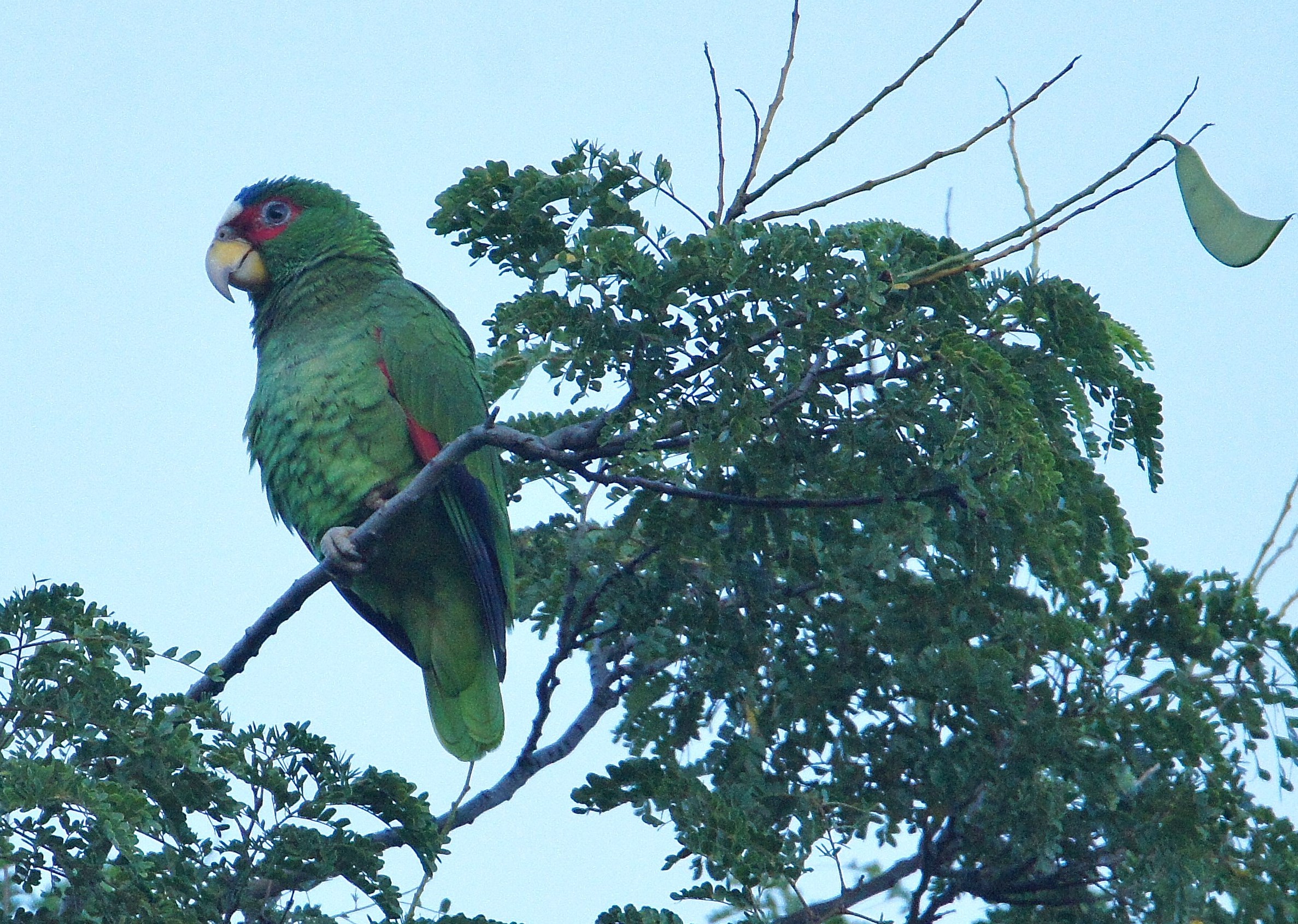 Details : Red-lored Amazon - BirdGuides