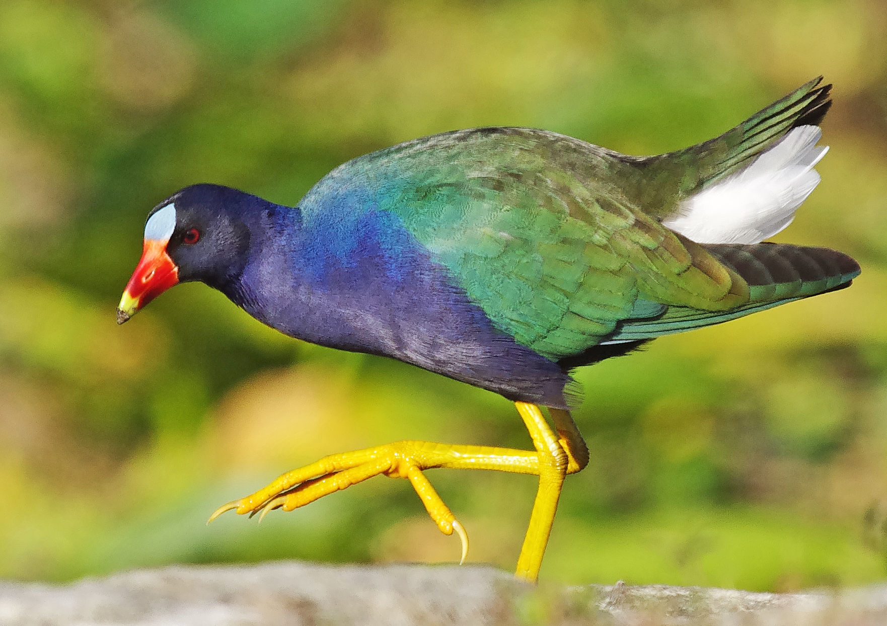 Details : Purple Gallinule - BirdGuides