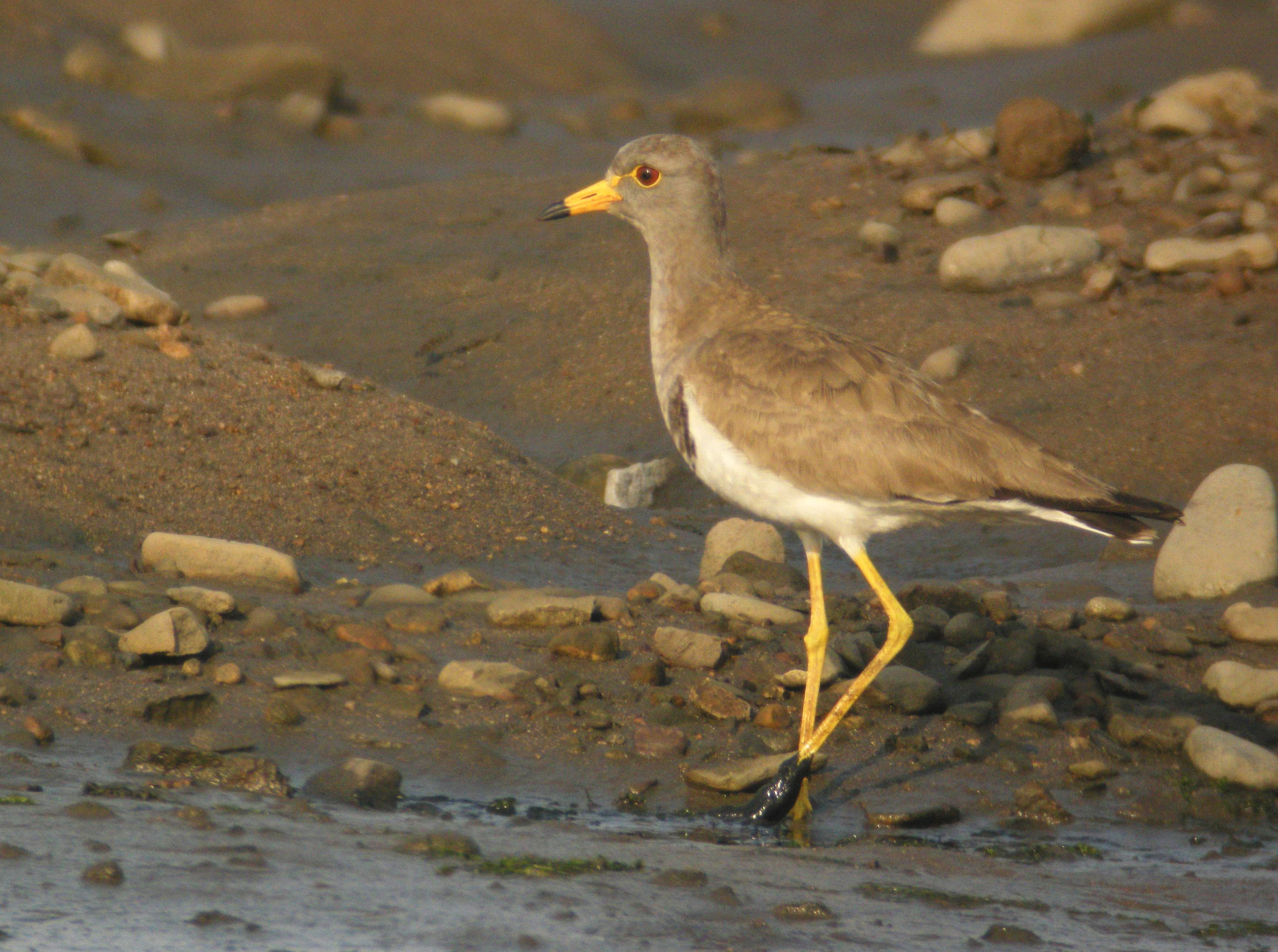 Details : Grey-headed Lapwing - BirdGuides