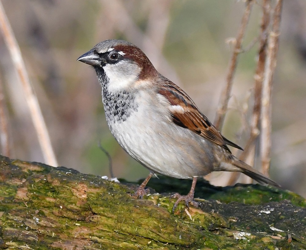 Avian malaria cited as possible cause of London House Sparrow decline ...