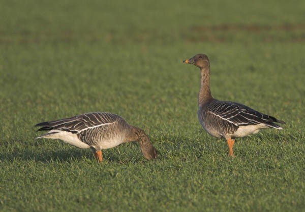 Details : Tundra Bean Goose - BirdGuides