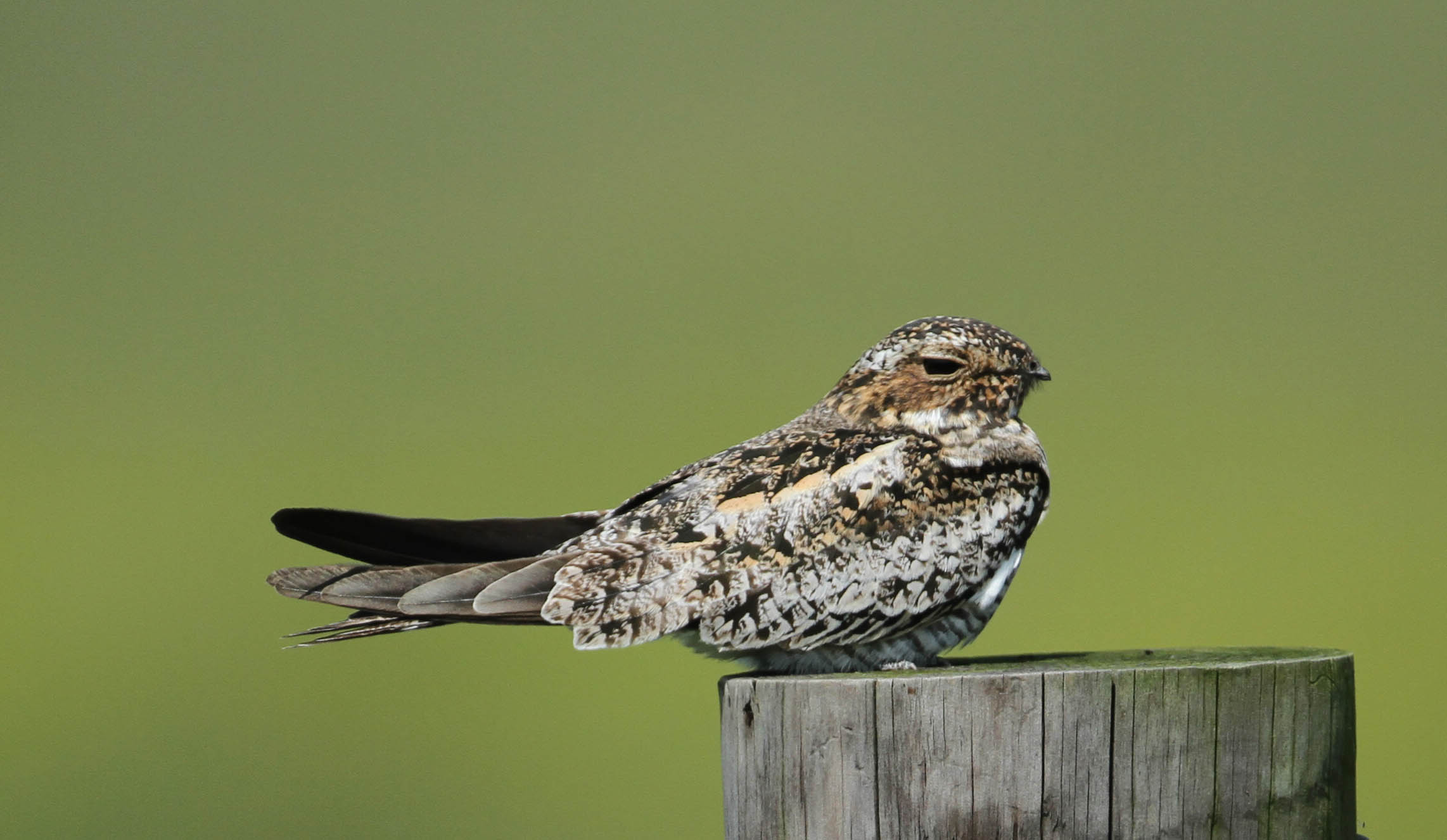 Details : Common Nighthawk - BirdGuides
