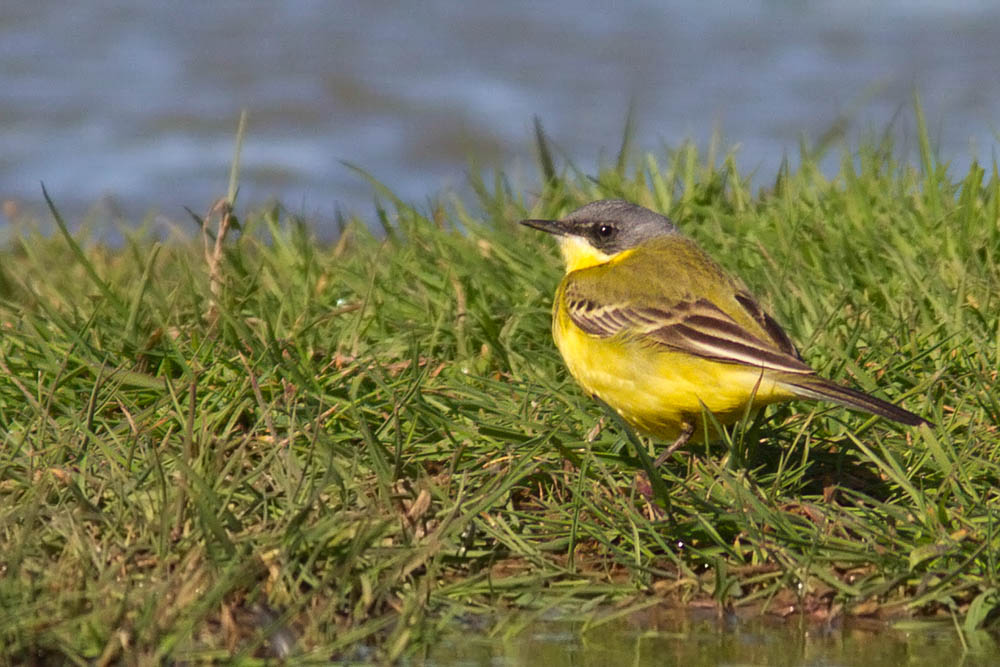 Details : Grey-headed Wagtail - BirdGuides