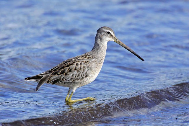 Details : Long-billed Dowitcher - BirdGuides