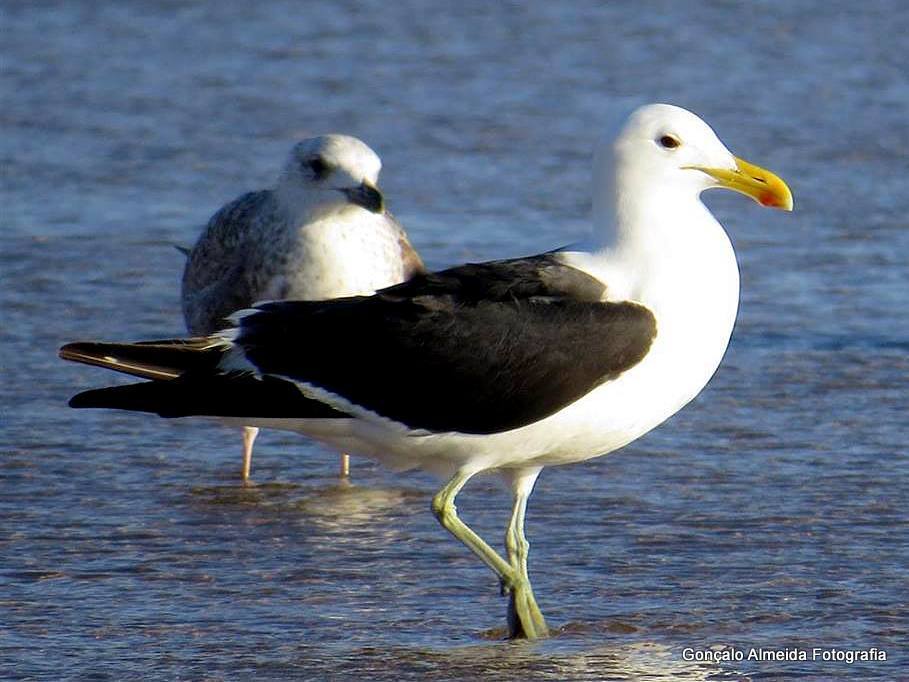 Review of the Week: 22 - 28 April - BirdGuides