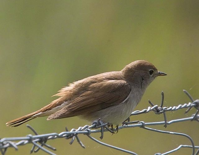 Details : Common Nightingale - BirdGuides