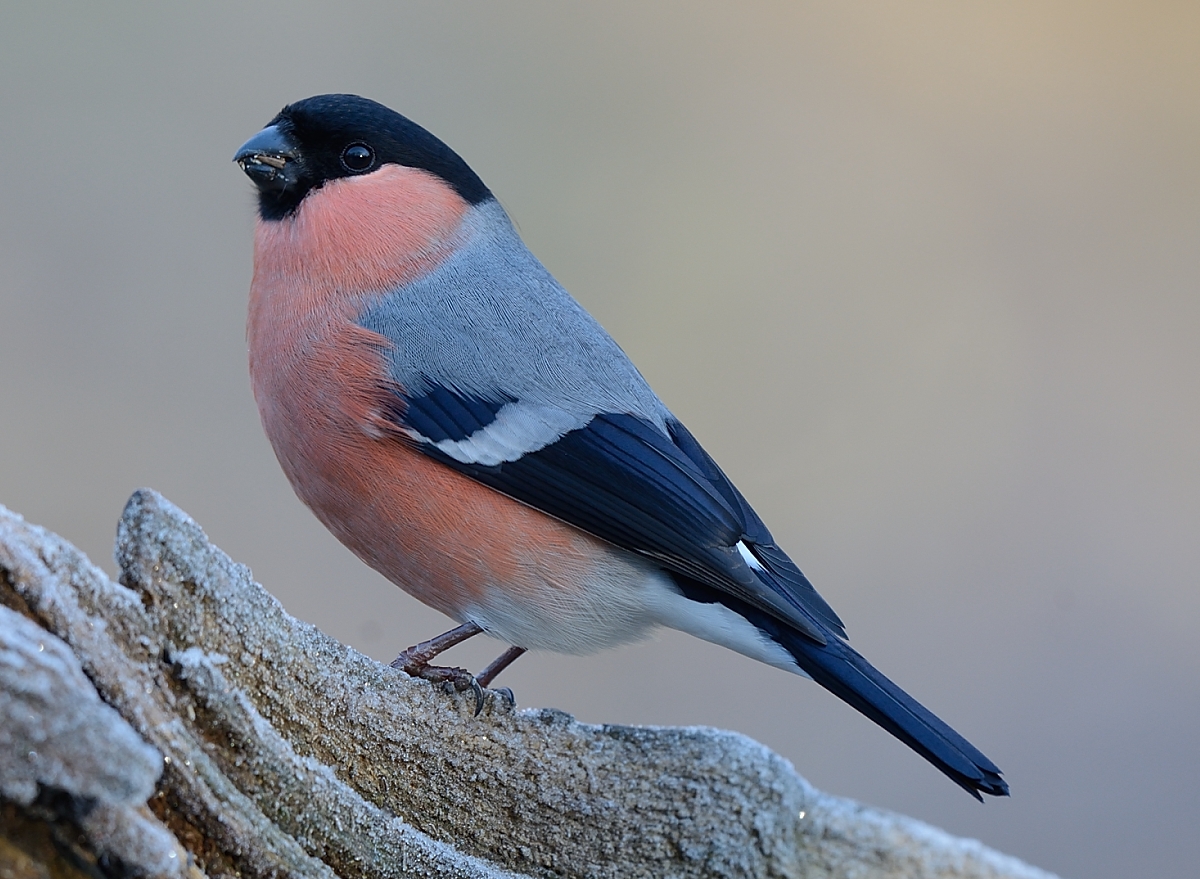 Details : Eurasian Bullfinch - BirdGuides