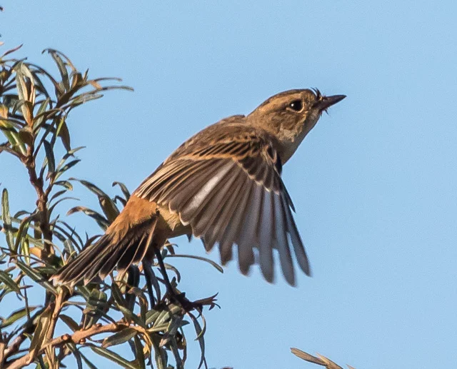 Details : Amur Stonechat - BirdGuides