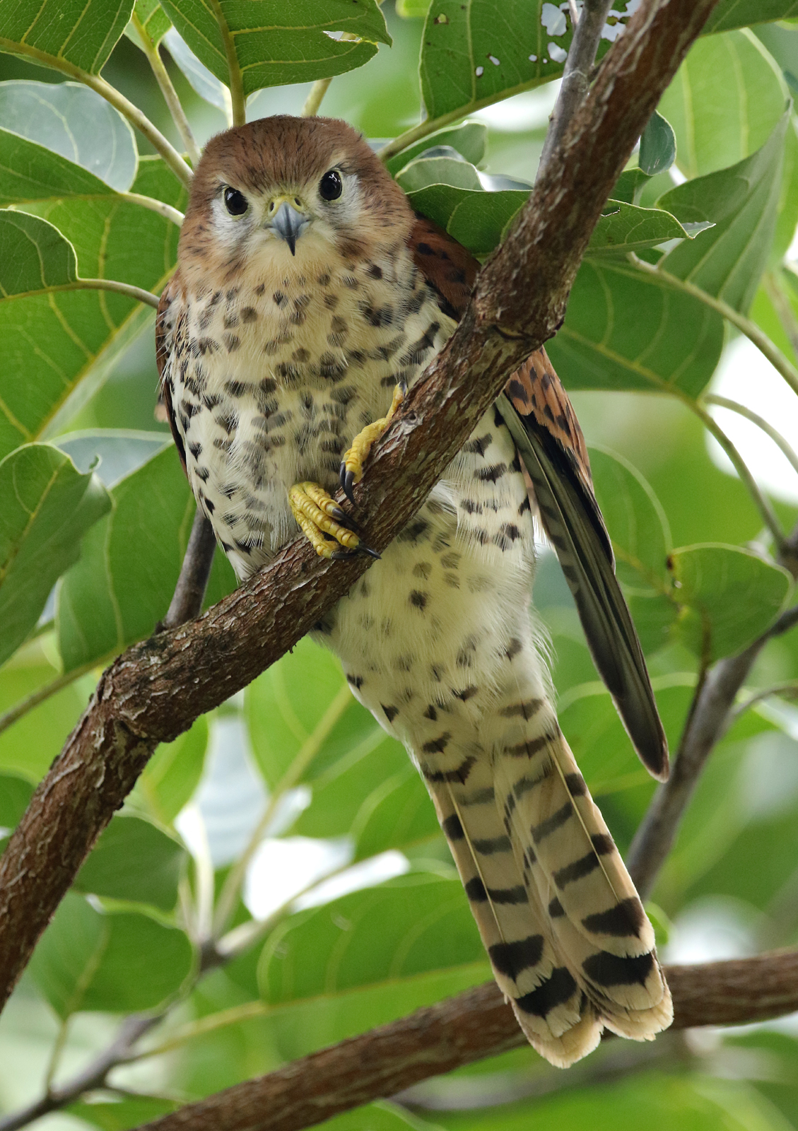 Details : Mauritius Kestrel - BirdGuides