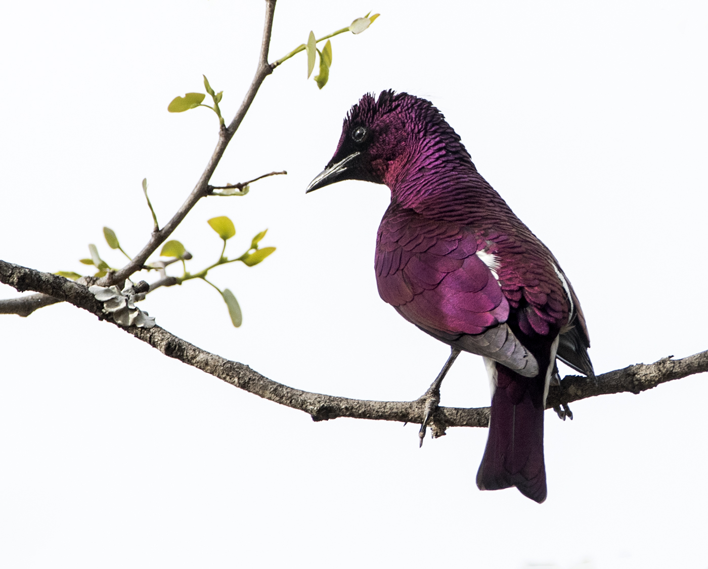 Details : Violet-backed Starling - BirdGuides