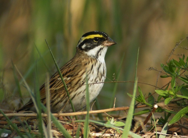 Details : Yellow-browed Bunting - BirdGuides