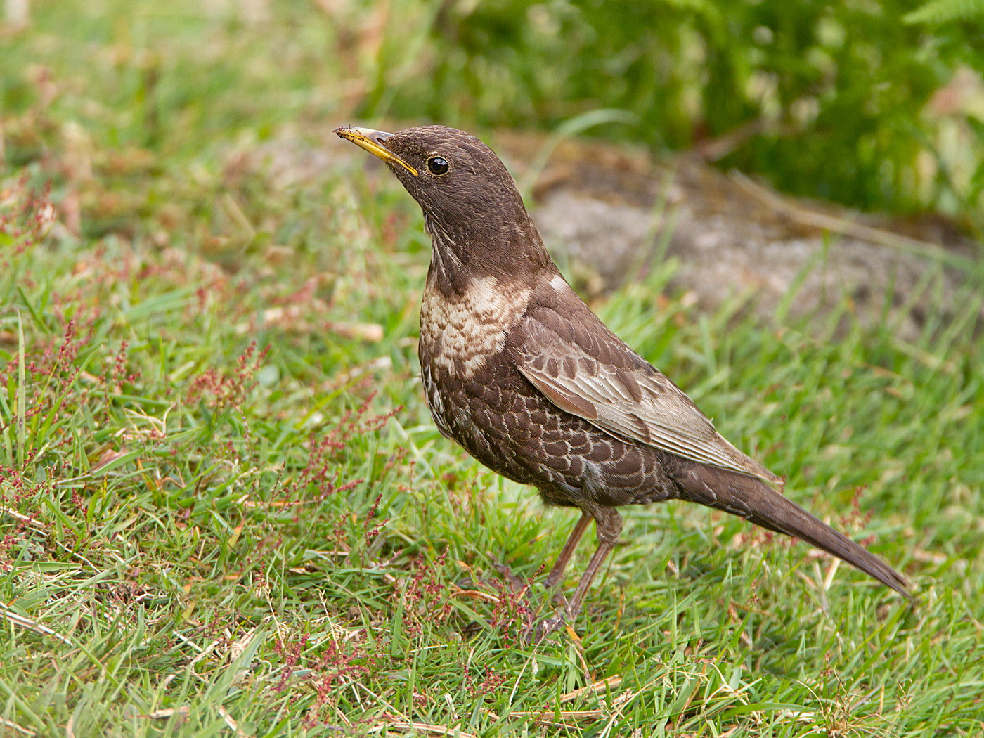 Details : Ring Ouzel - BirdGuides