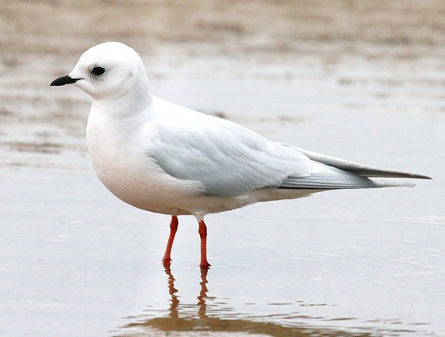 Details : Ross's Gull - BirdGuides