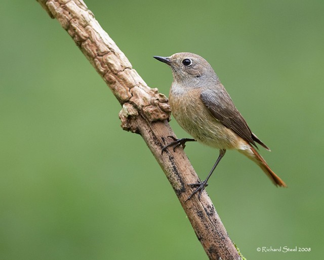 Details : Common Redstart - BirdGuides