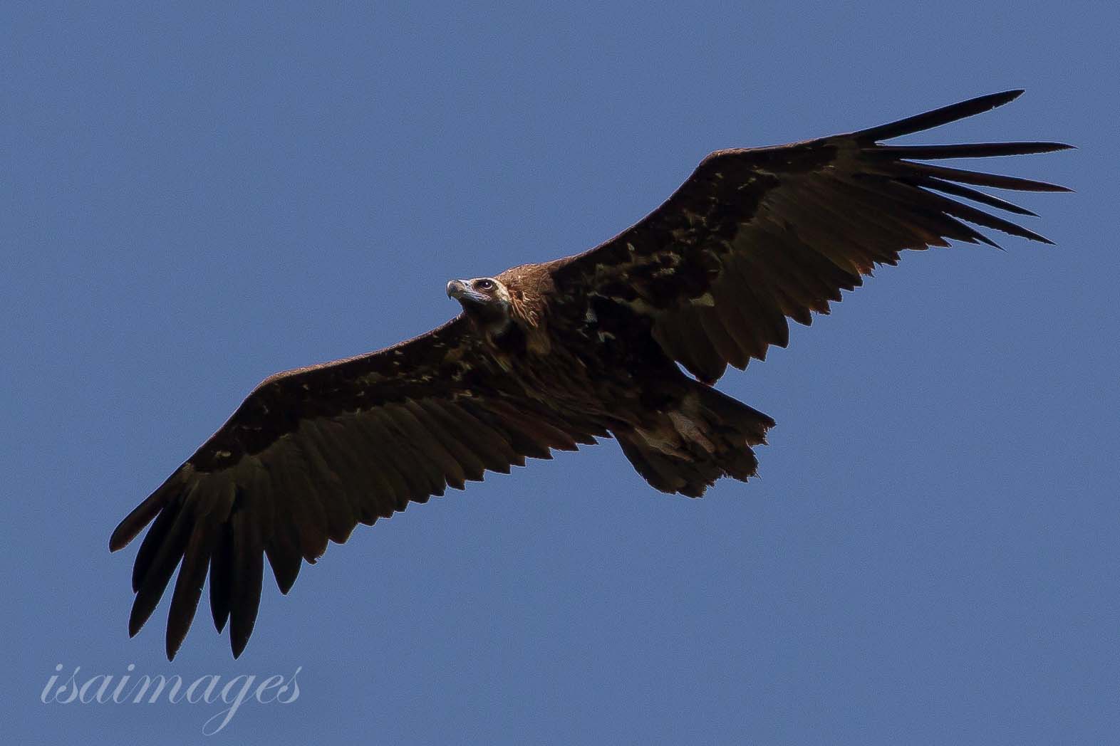 Details : Cinereous Vulture - BirdGuides